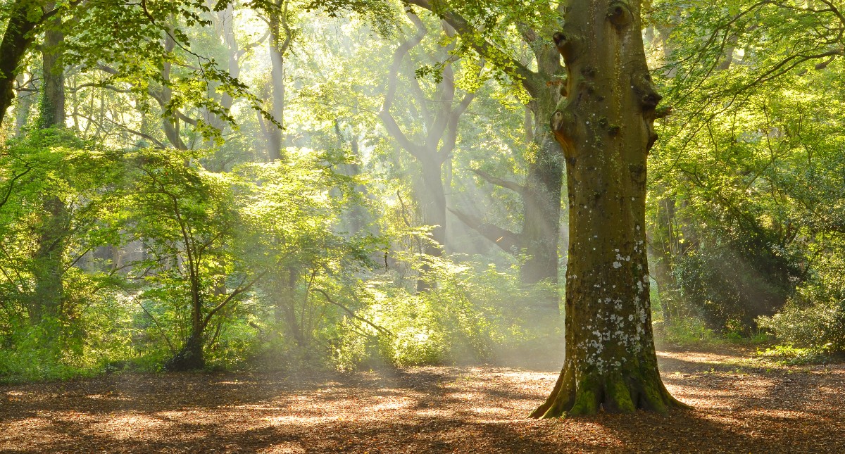Forest Bathing on the Isle of Wight - Visit Isle Of Wight