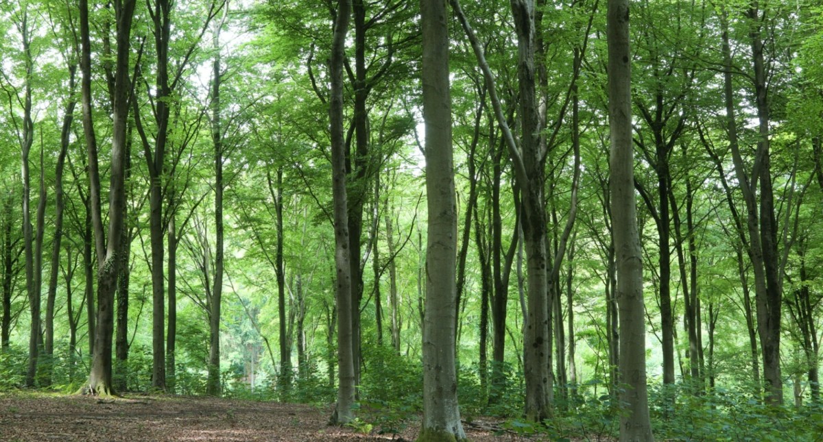 Forest Bathing on the Isle of Wight - Visit Isle Of Wight