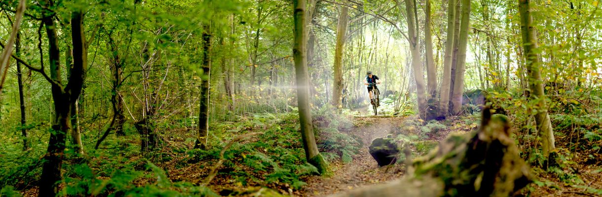 Woodlands and forests on the Isle of Wight