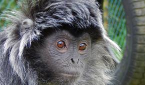 Monkey Haven - NEWPORT - Visit Isle Of Wight